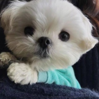 issues - Ascend/modelzoo-GPL - AtomGit | GitCode